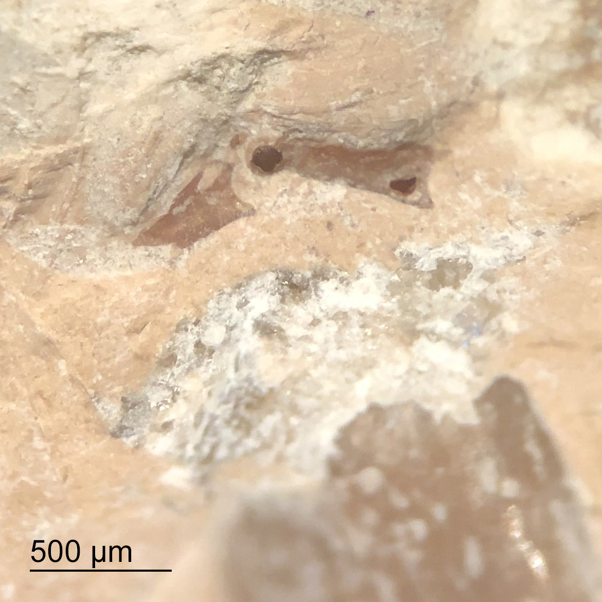 What was for supper? Did they love meeces to pieces in the Oligocene ...