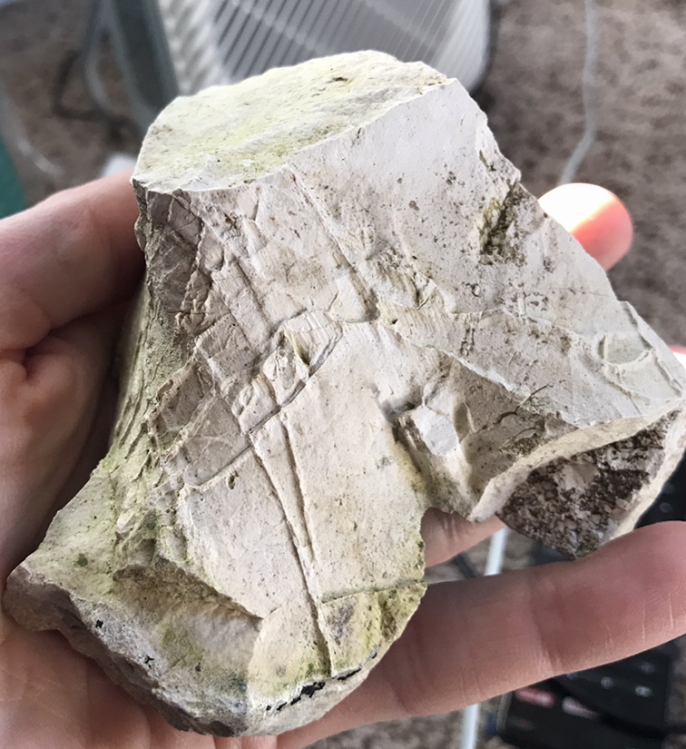 White Bay Beach N. Ireland fossils - Fossil ID - The Fossil Forum