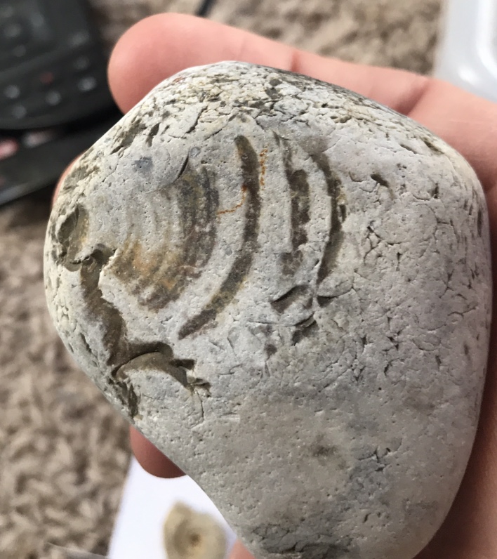 White Bay Beach N. Ireland fossils - Fossil ID - The Fossil Forum