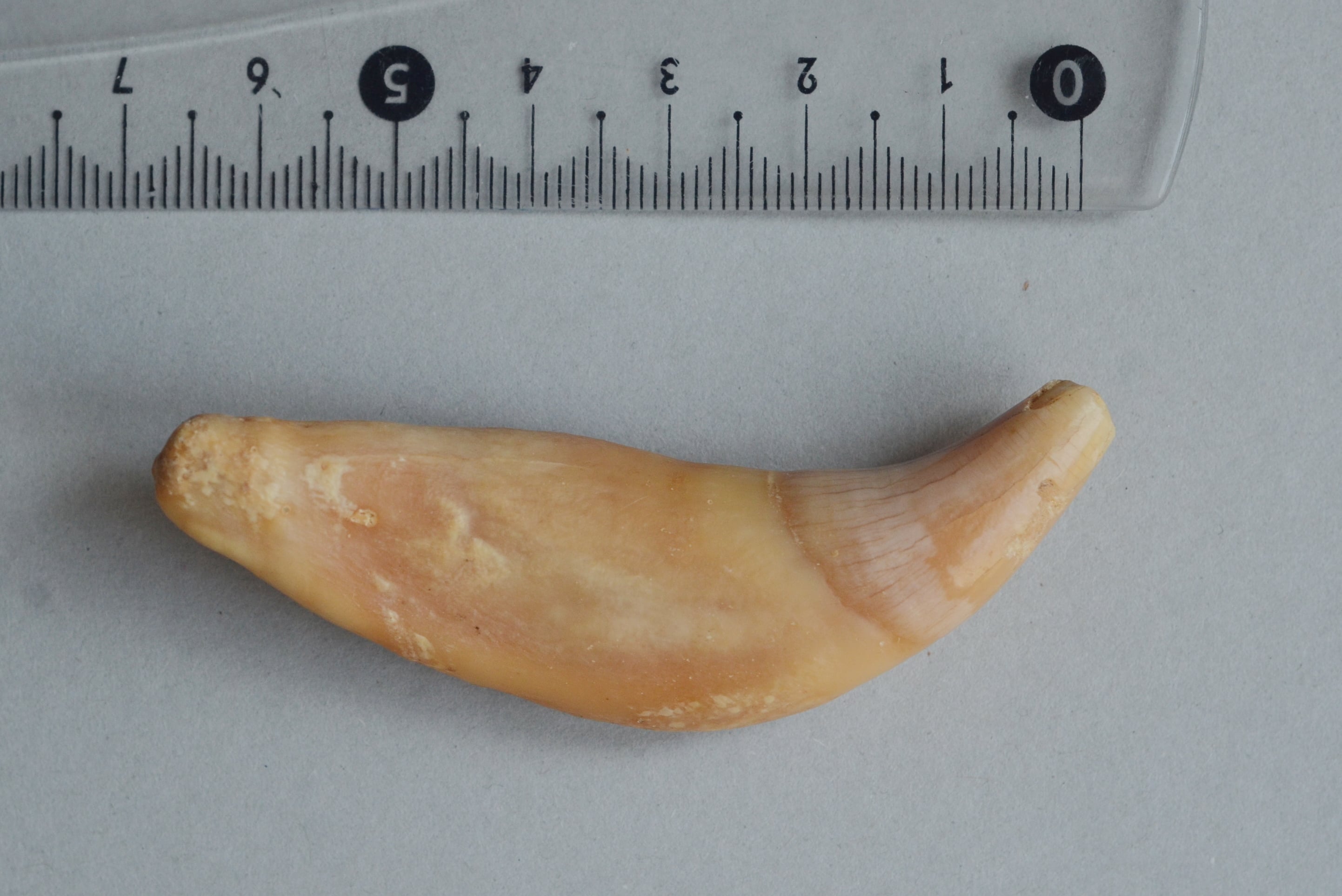Identification of a tooth from a cave - Fossil ID - The Fossil Forum