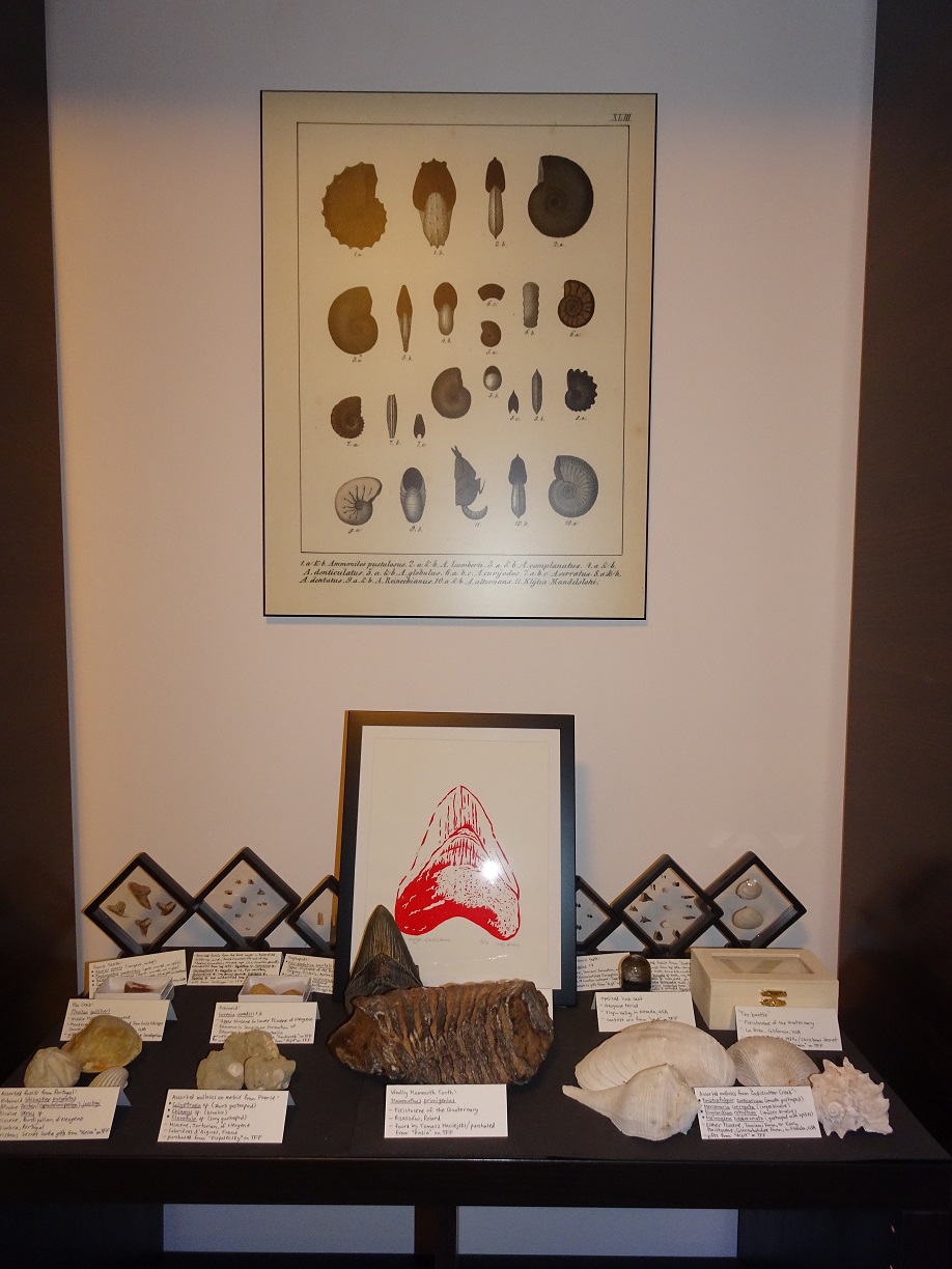 My fossil display area! - Member Collections - The Fossil Forum