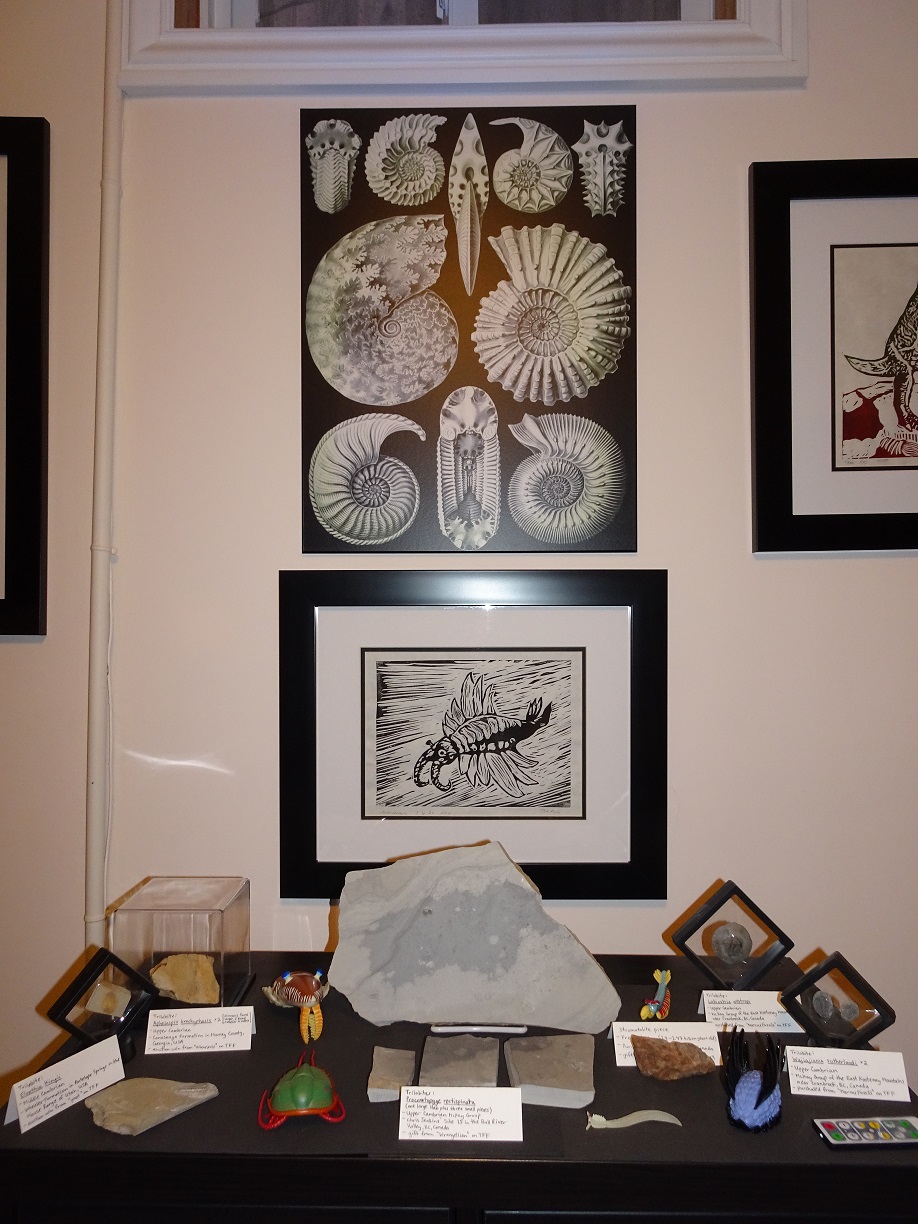 My fossil display area! - Member Collections - The Fossil Forum