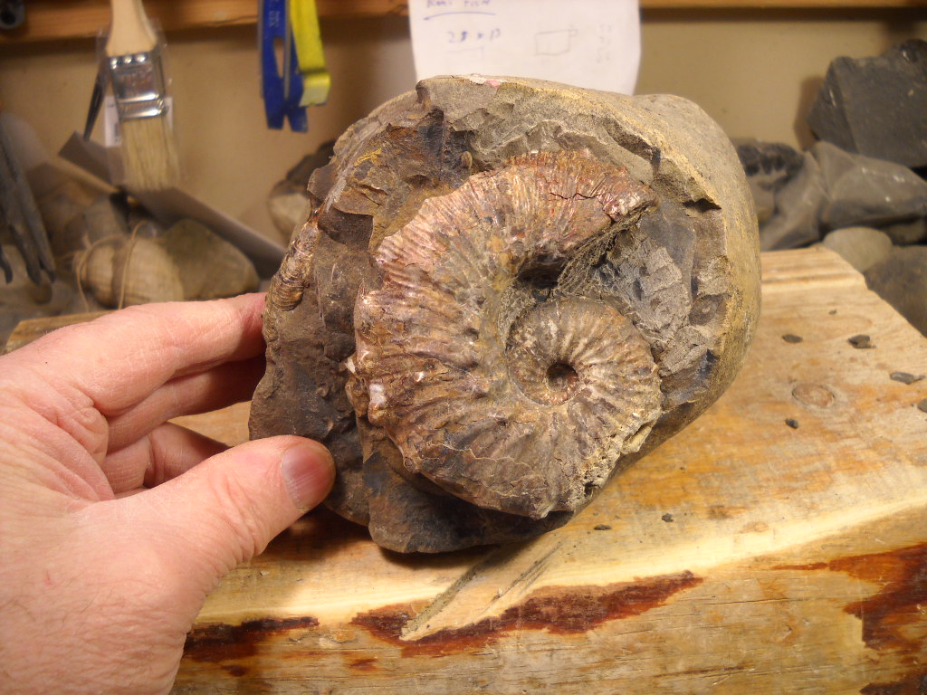 RB's Ammonite Prep Thread - Page 4 - Fossil Preparation - The Fossil Forum