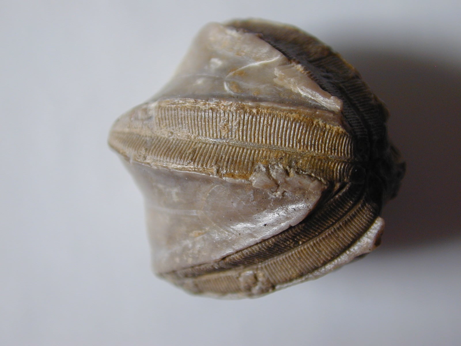 What is a blastoid? - Questions & Answers - The Fossil Forum