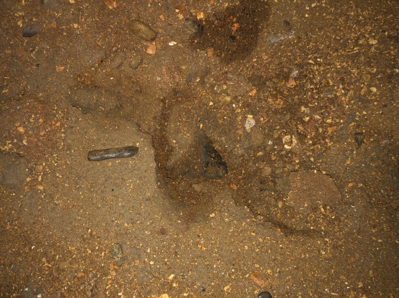 English Cliff Meg - Fossil Hunting Trips - The Fossil Forum