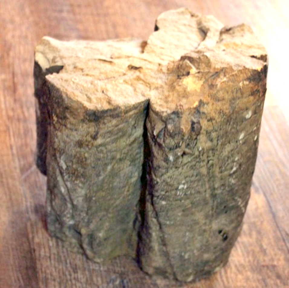 Carboniferous Trunk - Fossil ID - The Fossil Forum