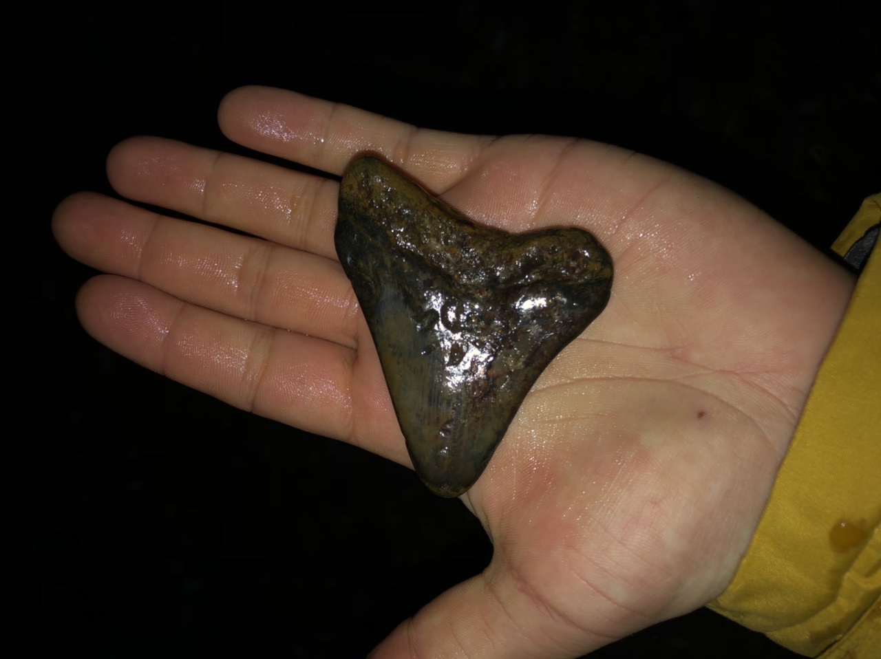 English Cliff Meg - Fossil Hunting Trips - The Fossil Forum