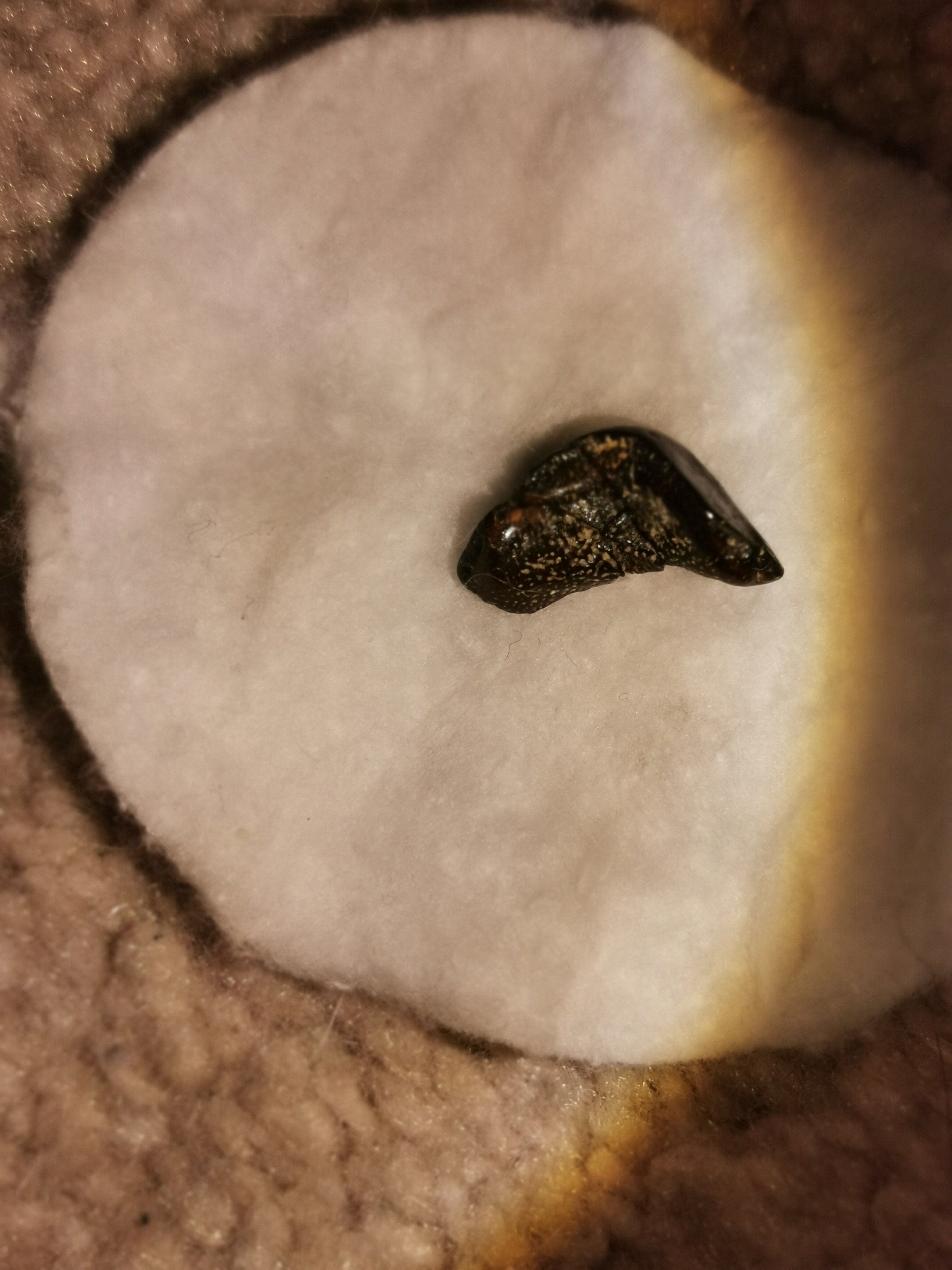 Hybodontid shark teeth - Fossil ID - The Fossil Forum