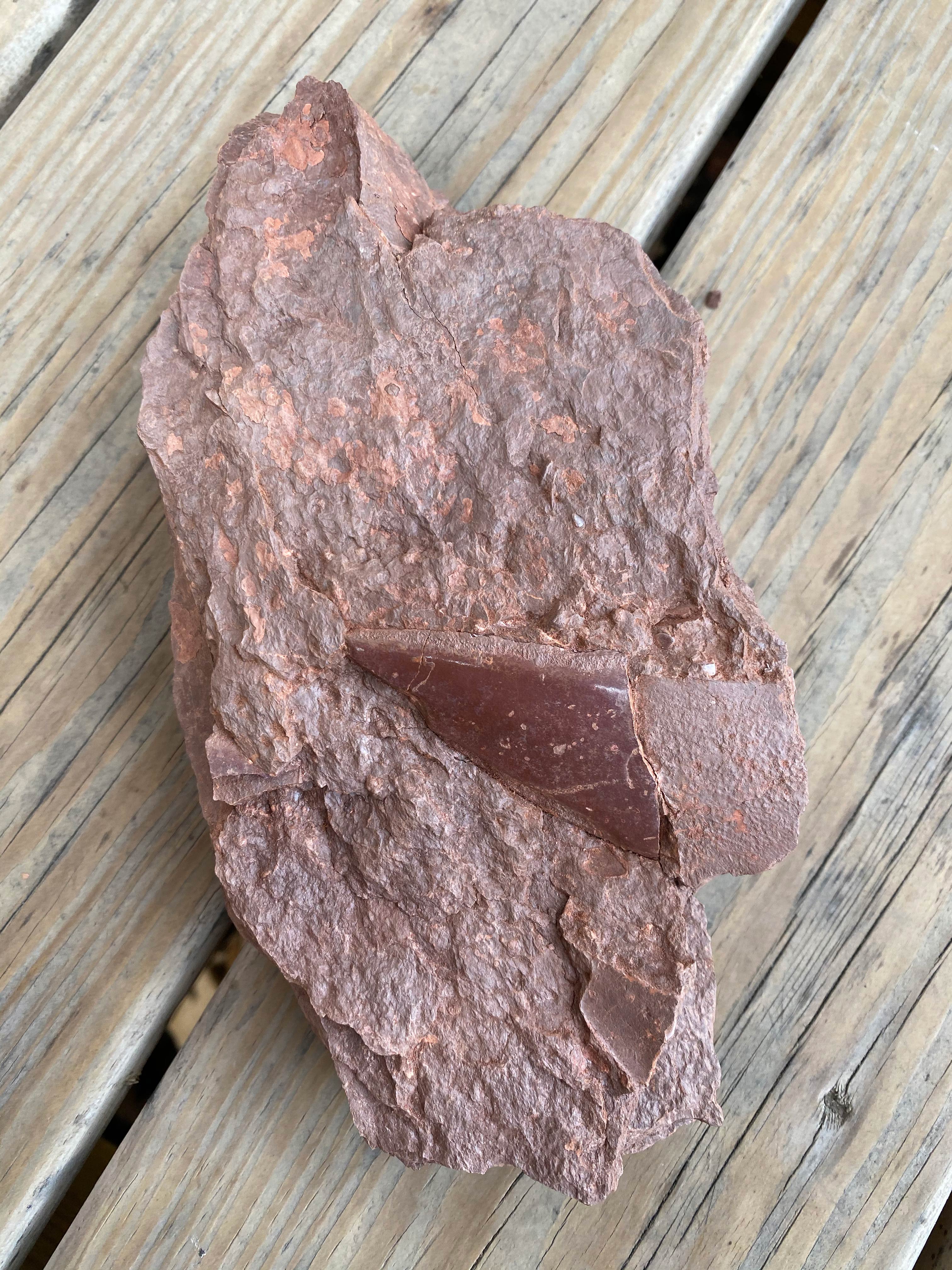 Devonian placoderm? - Fossil ID - The Fossil Forum