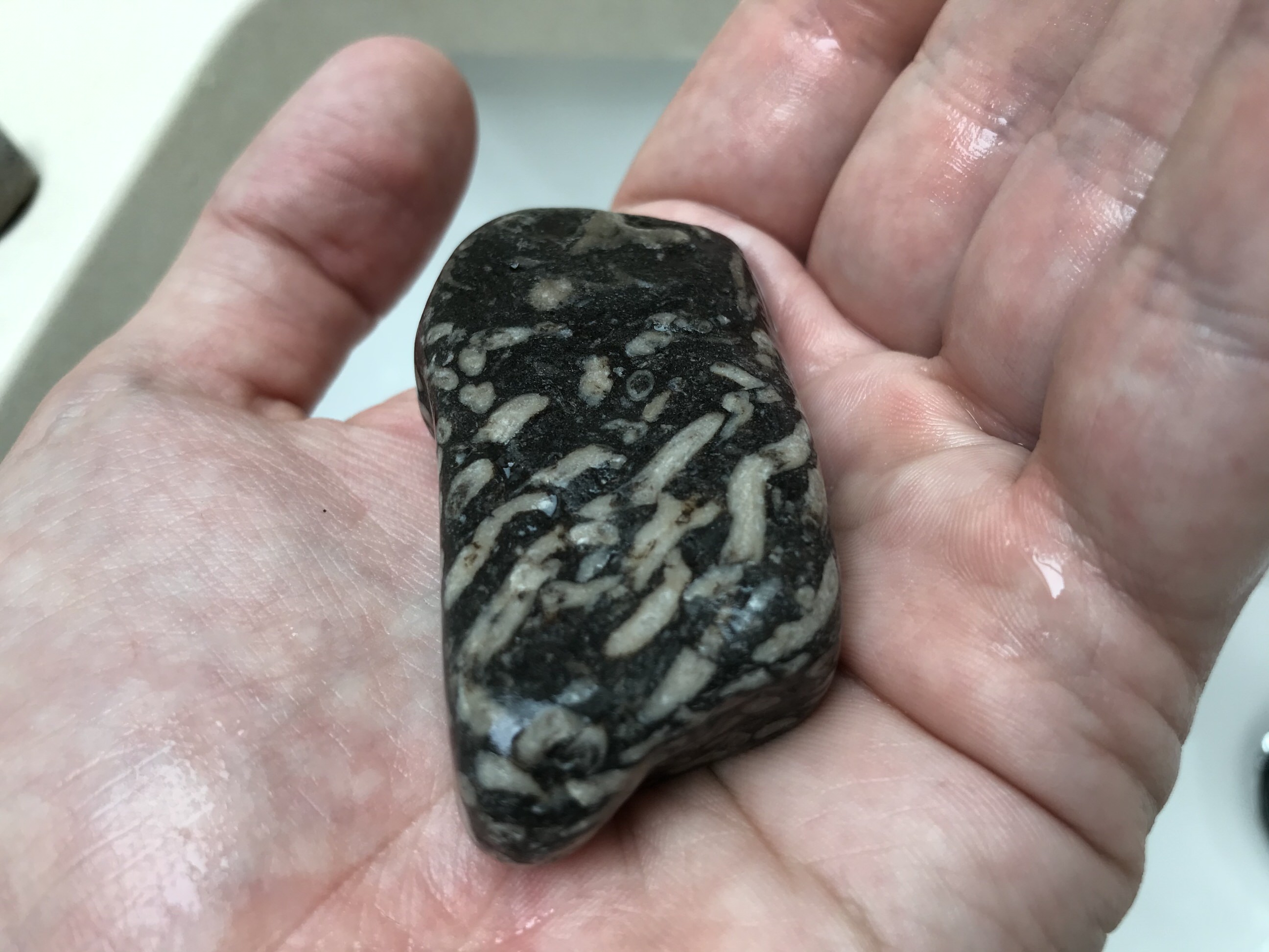 Help Identify These Fossils Rocks - Lake Michigan - Fossil ID - The ...