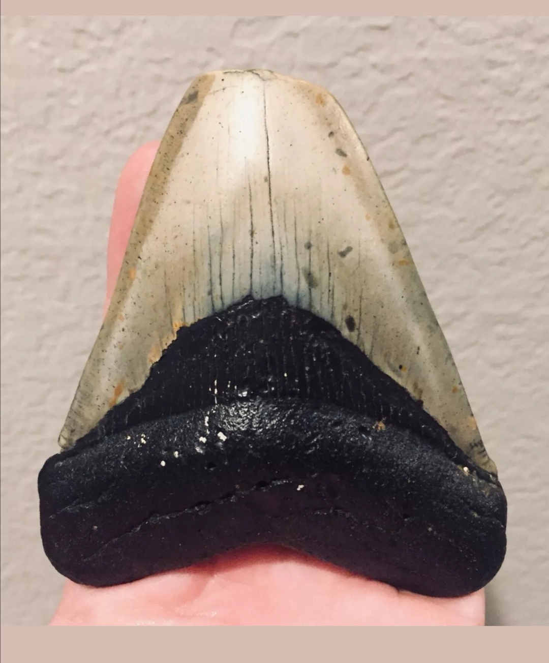 Help! Meg tooth real or fake? - Is It Real? How to Recognize Fossil ...
