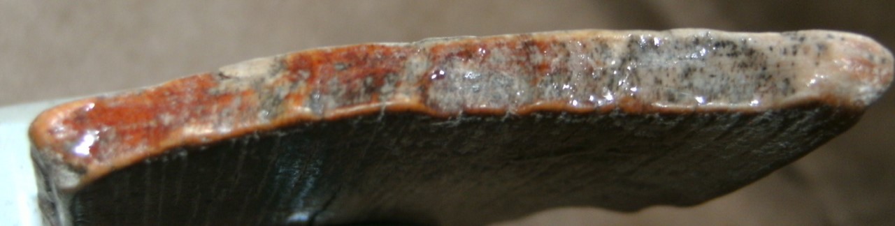 Large Bone Fragment? - Fossil ID - The Fossil Forum