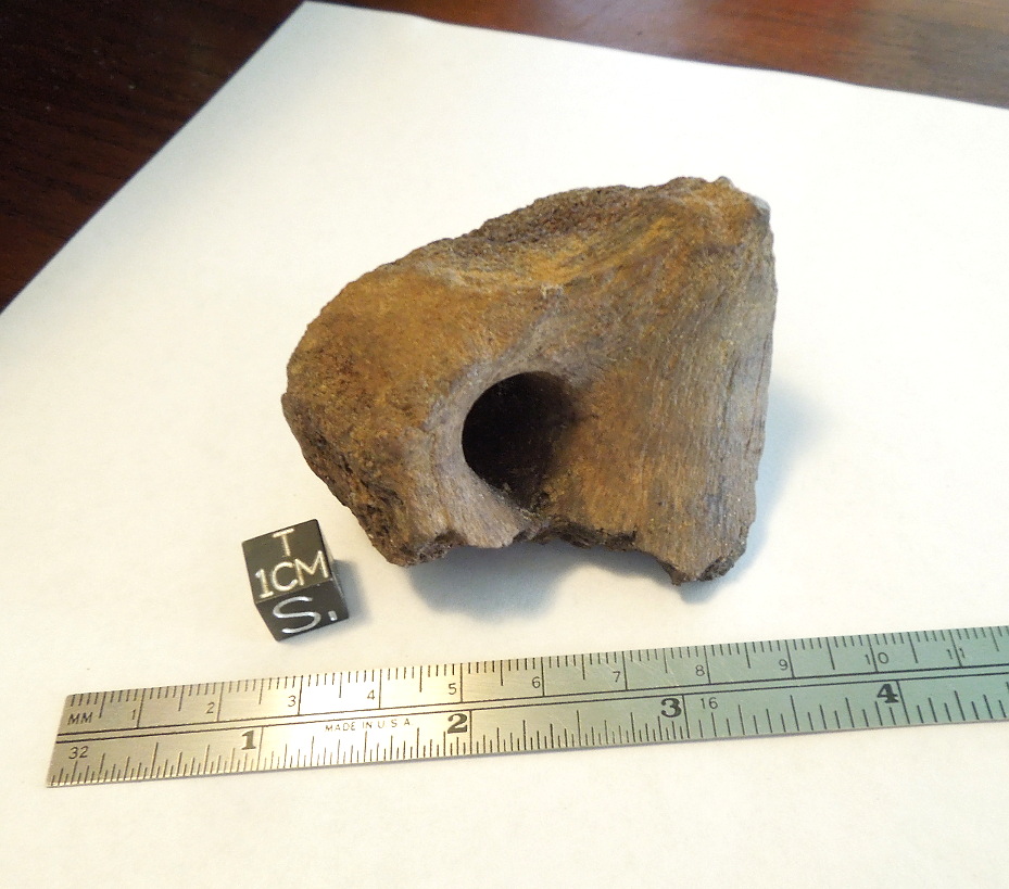 Bone with a Hole, Probable Pleistocene, Peace River, Florida - Fossil ...