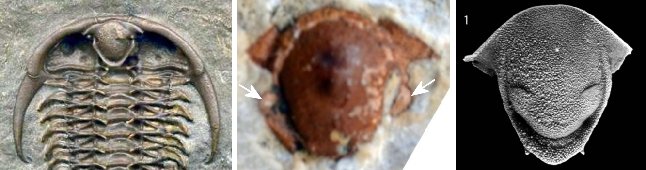 Trilobite IDs - Fossil ID - The Fossil Forum