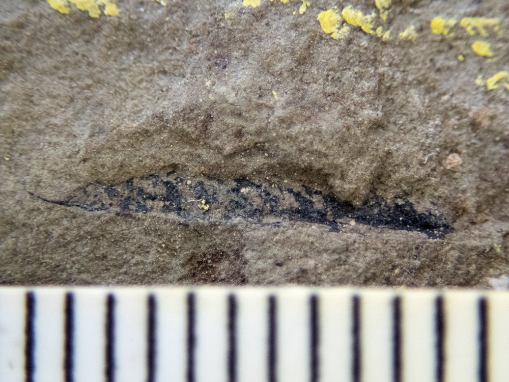 Silurian Graptolite - The Fossil Forum