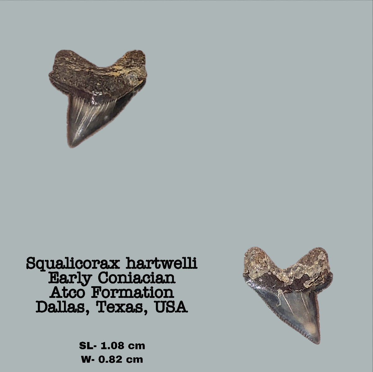 Squalicorax hartwelli - Member Collections - The Fossil Forum
