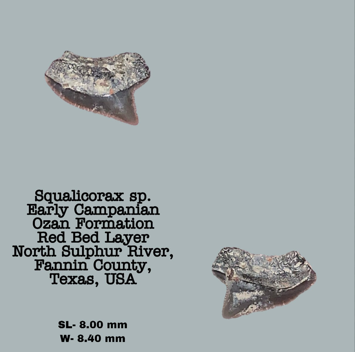 Squalicorax sp. - Member Collections - The Fossil Forum