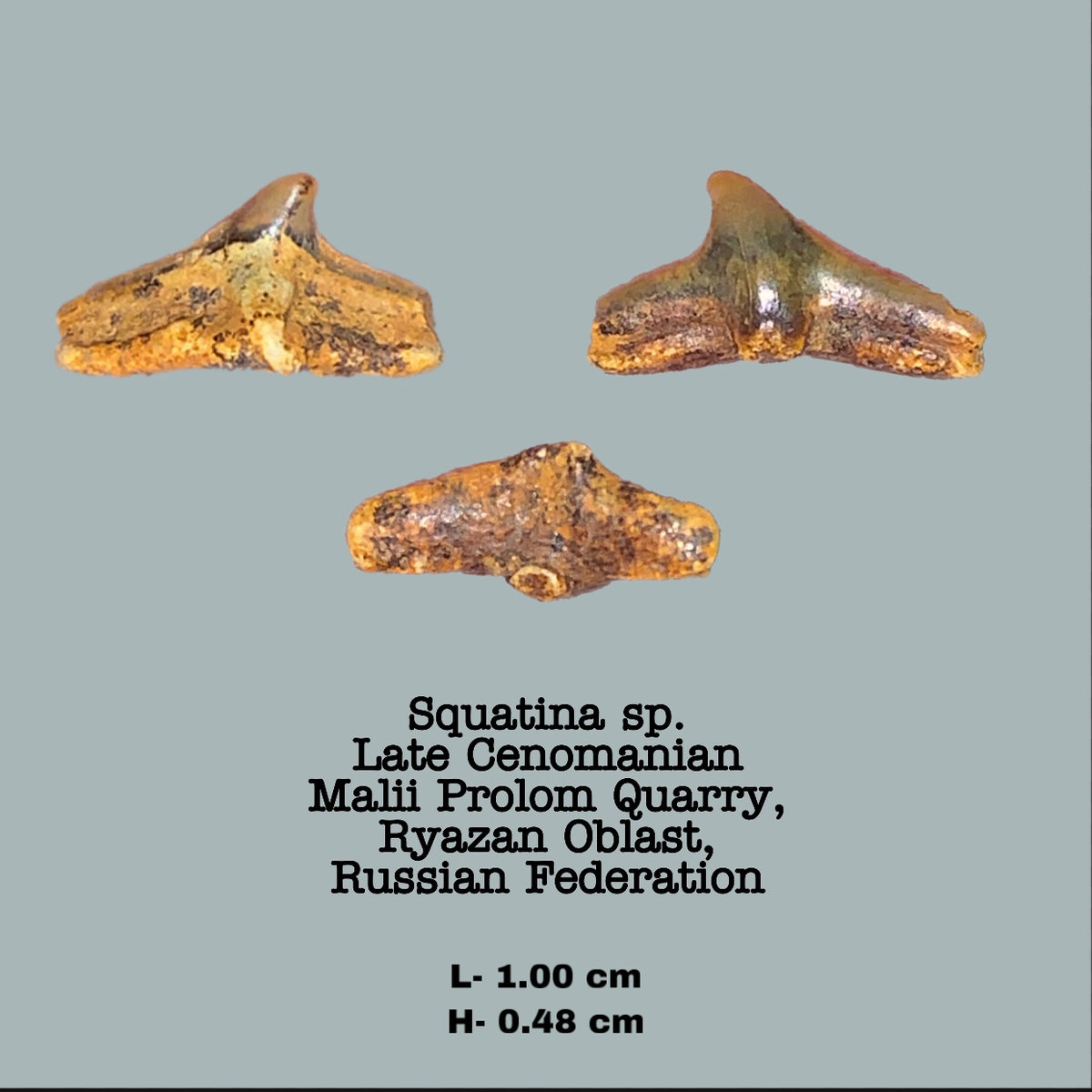 Squatina sp. - Member Collections - The Fossil Forum