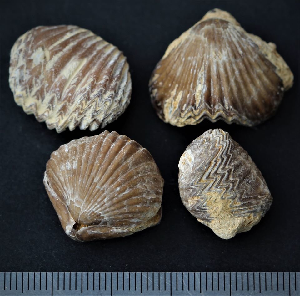 Septaliphoria orbinyana Oppel 1856 Jurassique moyen (Callovien ...
