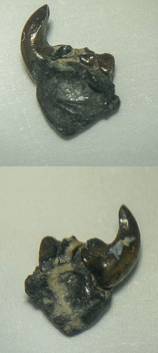 Merritt Island Shrew Jaw - Member Collections - The Fossil Forum