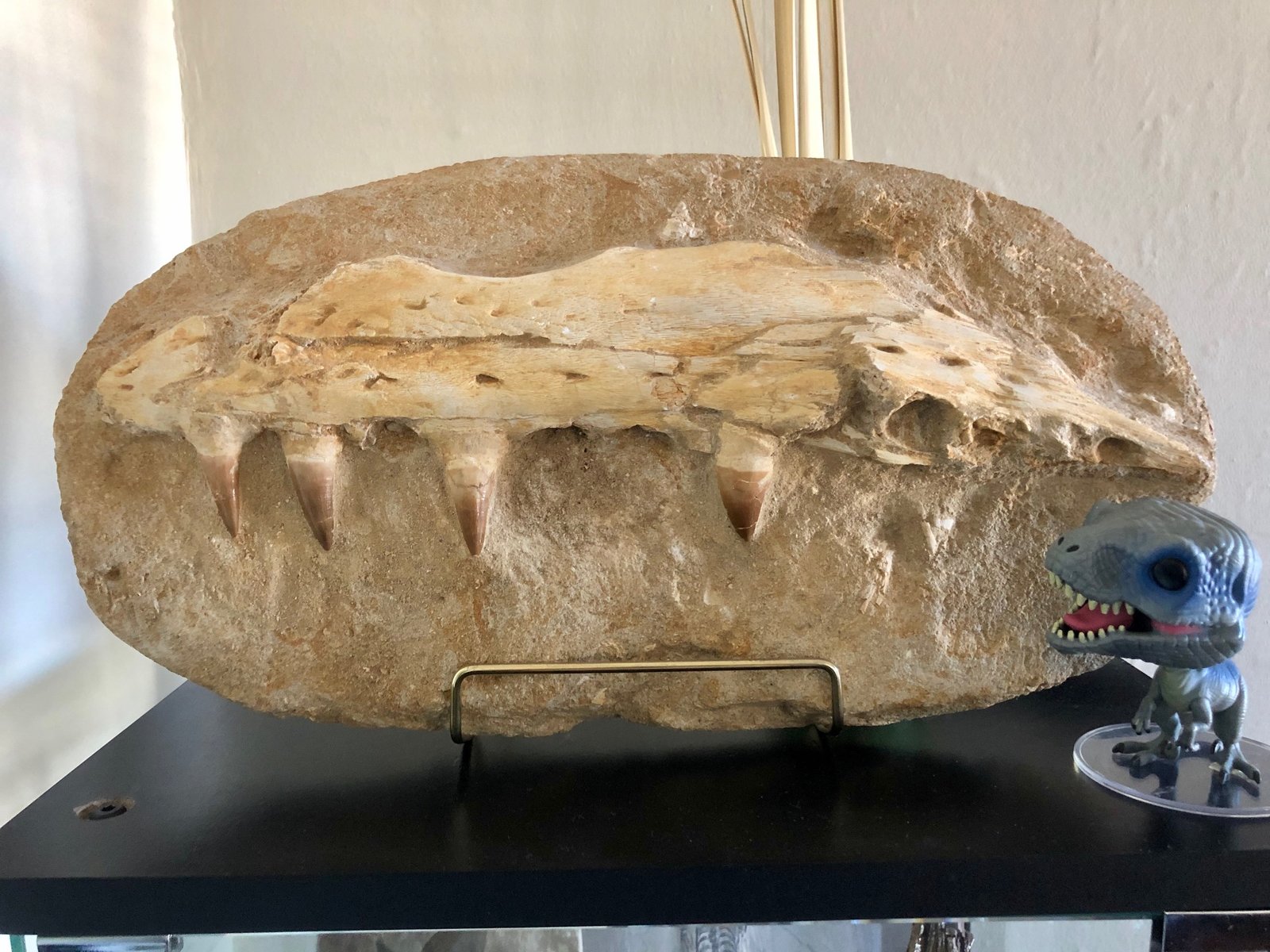 Prognathodon Sp. - Member Collections - The Fossil Forum