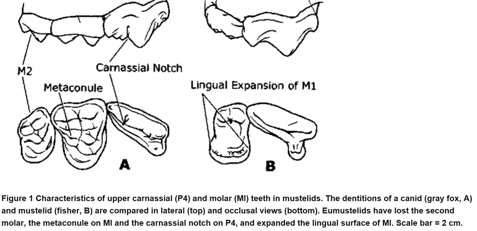 Pleistocene St. Marks River mammal tooth - Fossil ID - The Fossil Forum
