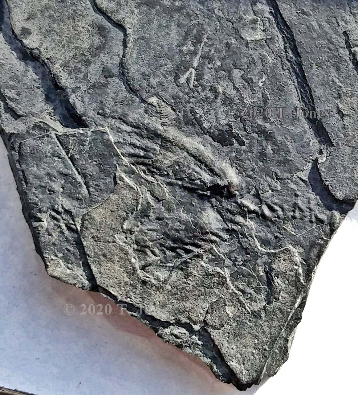 Triassic Fishing in New Jersey with TFF Members - Fossil Hunting Trips ...