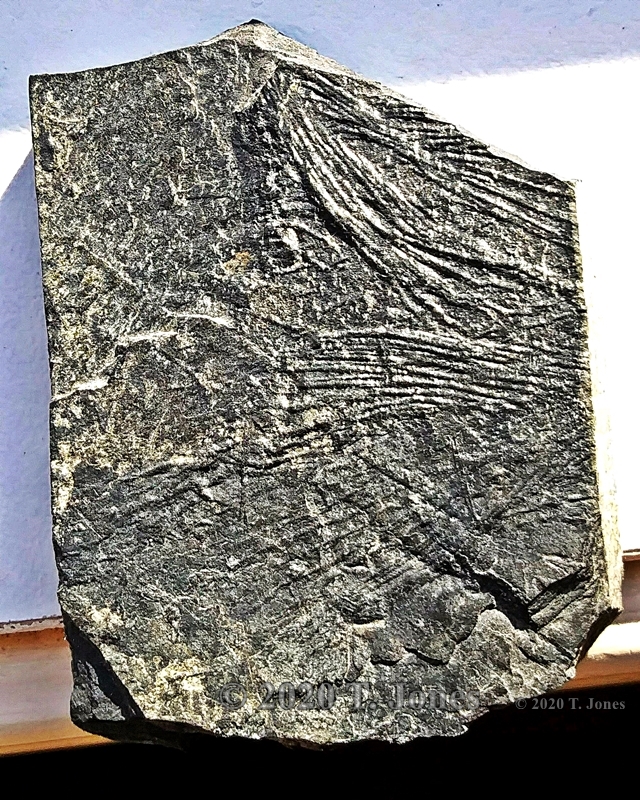 Triassic Fishing in New Jersey with TFF Members - Fossil Hunting Trips ...