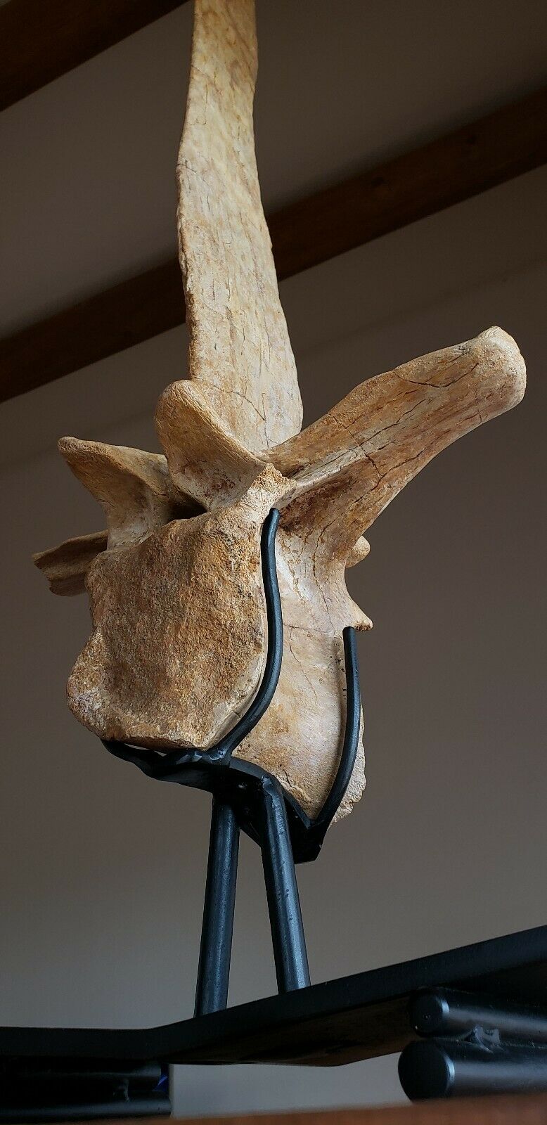 Spinosaur tail vert and sail - General Fossil Discussion - The Fossil Forum