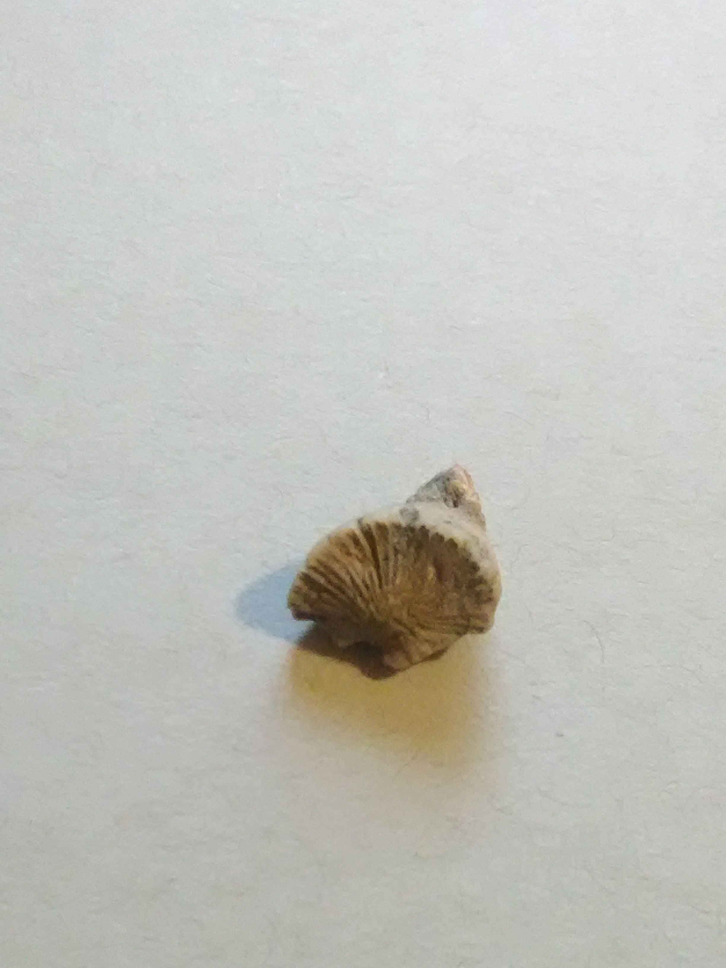 Tooth? - Fossil ID - The Fossil Forum
