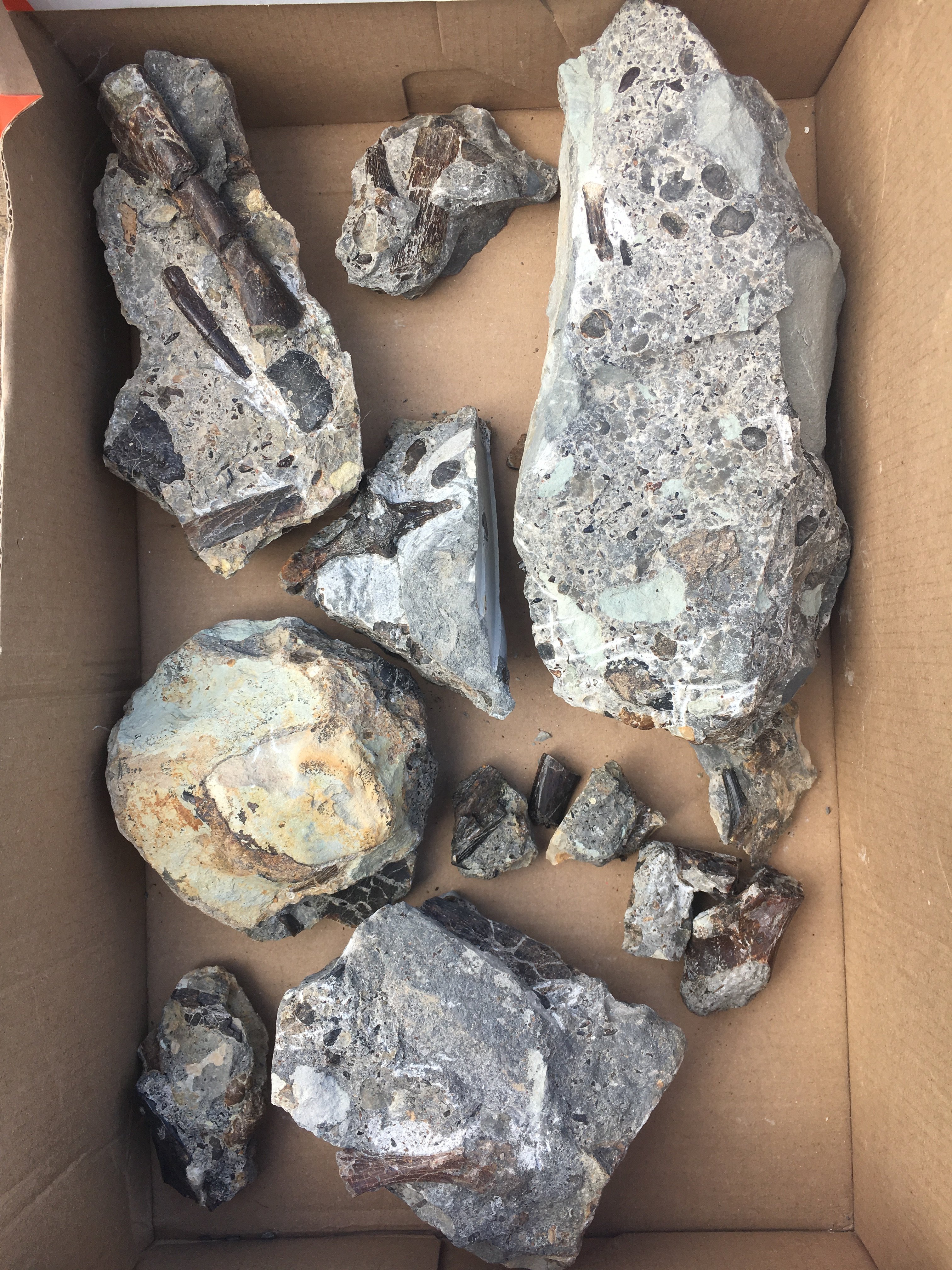 My Fossil Room is a Mess - Page 2 - General Fossil Discussion - The ...