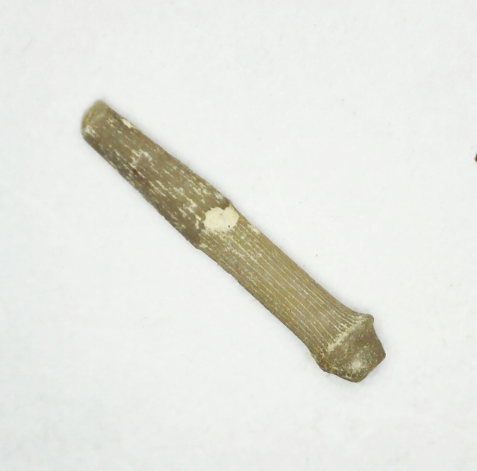 Odds and Ends - More Mini Fossils! - General Fossil Discussion - The ...