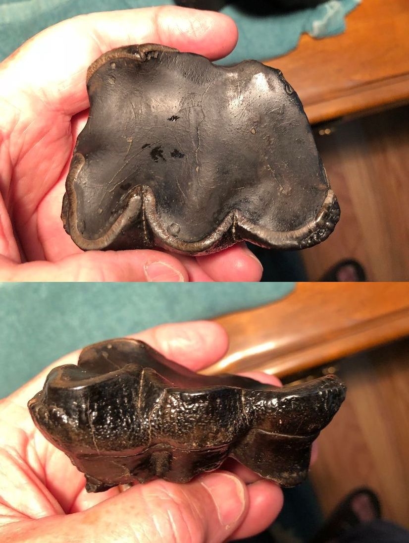 Any idea what this is? hoof? - Fossil ID - The Fossil Forum