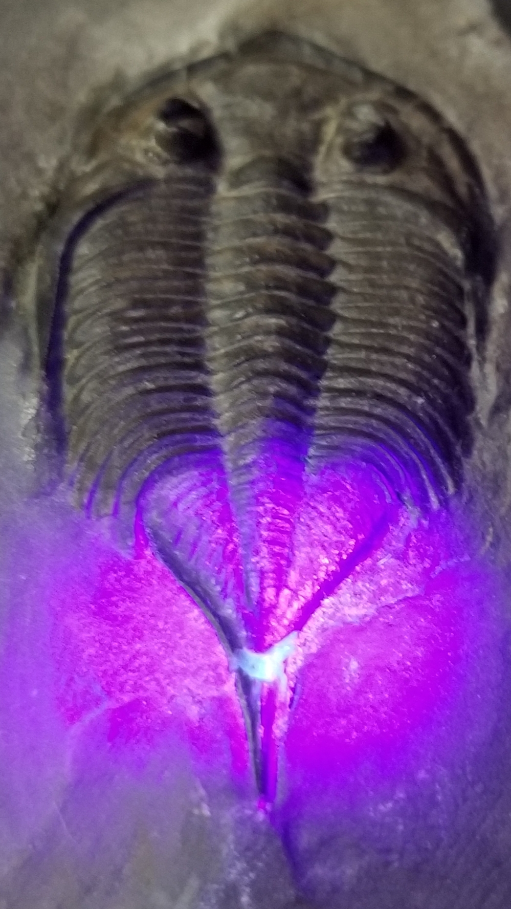 Share Your UV Flourescent Fossils - Member Collections - The Fossil Forum