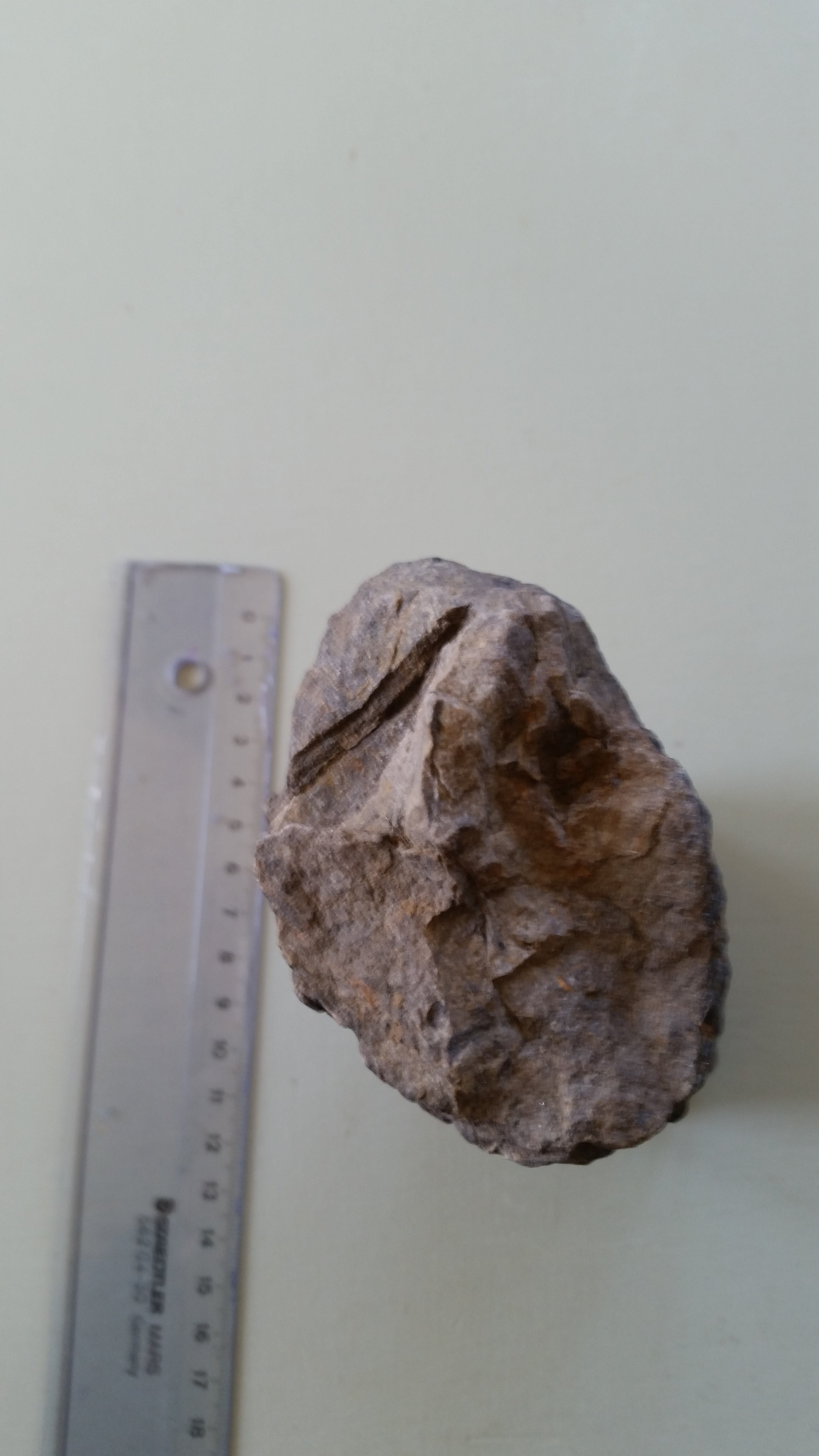 Tree fern stem? - Fossil ID - The Fossil Forum