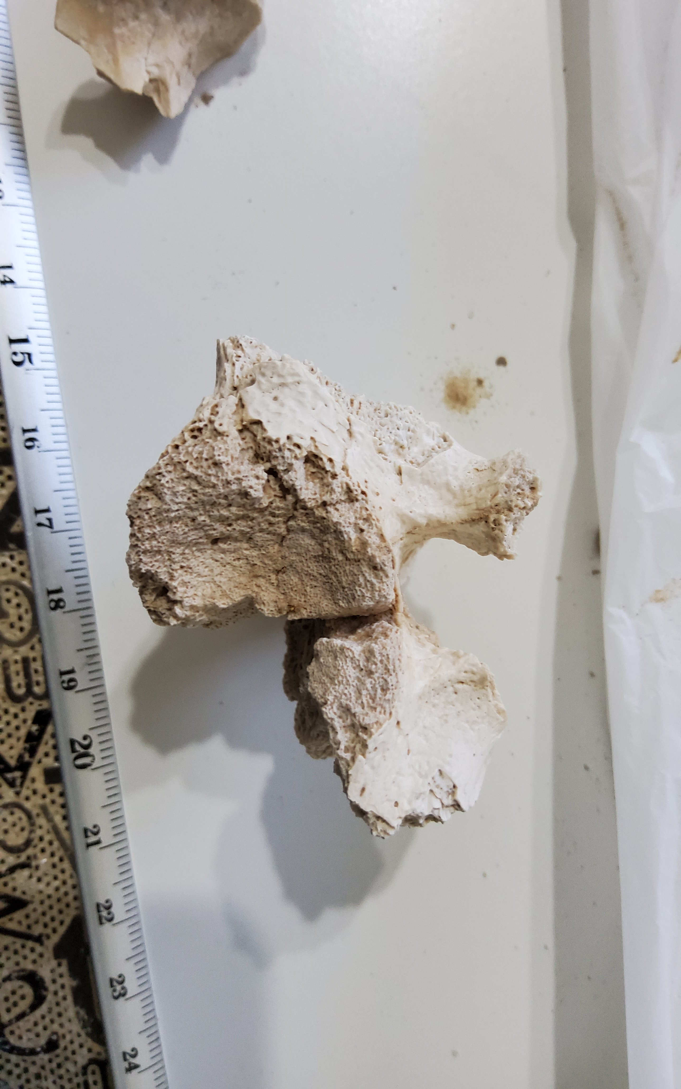 Bone fragments - Fossil ID - The Fossil Forum