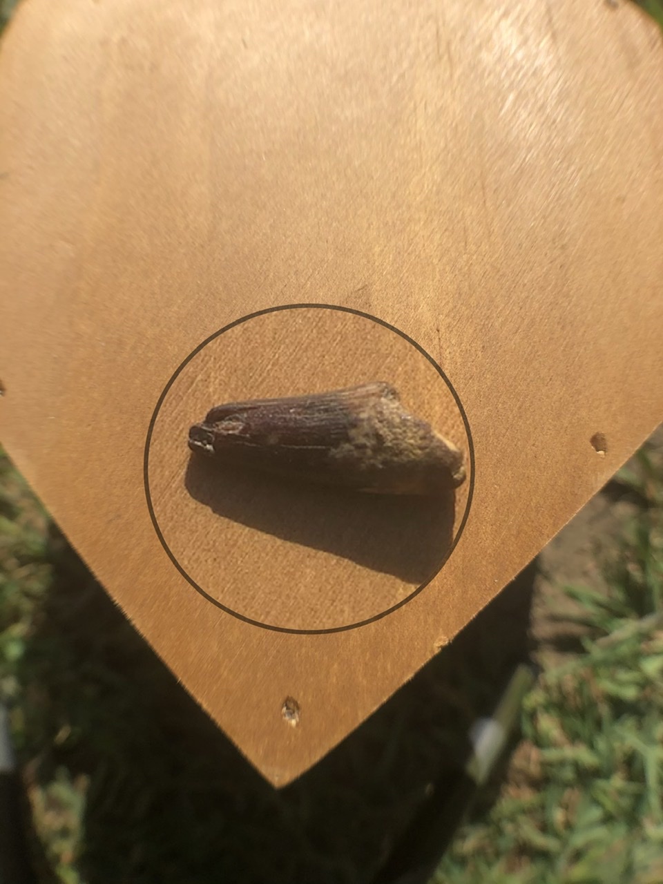 Red Crag Croc or fish tooth? - Fossil ID - The Fossil Forum