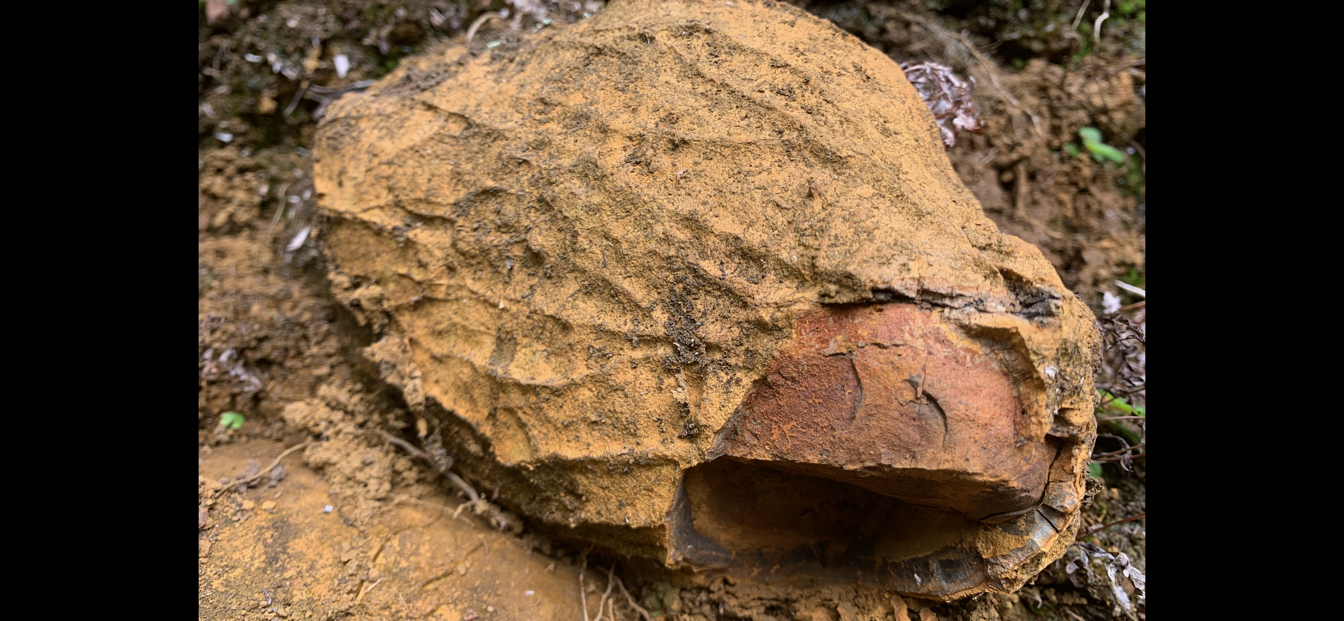 What fossil is this? I looks like a coconut. - Fossil ID - The Fossil Forum
