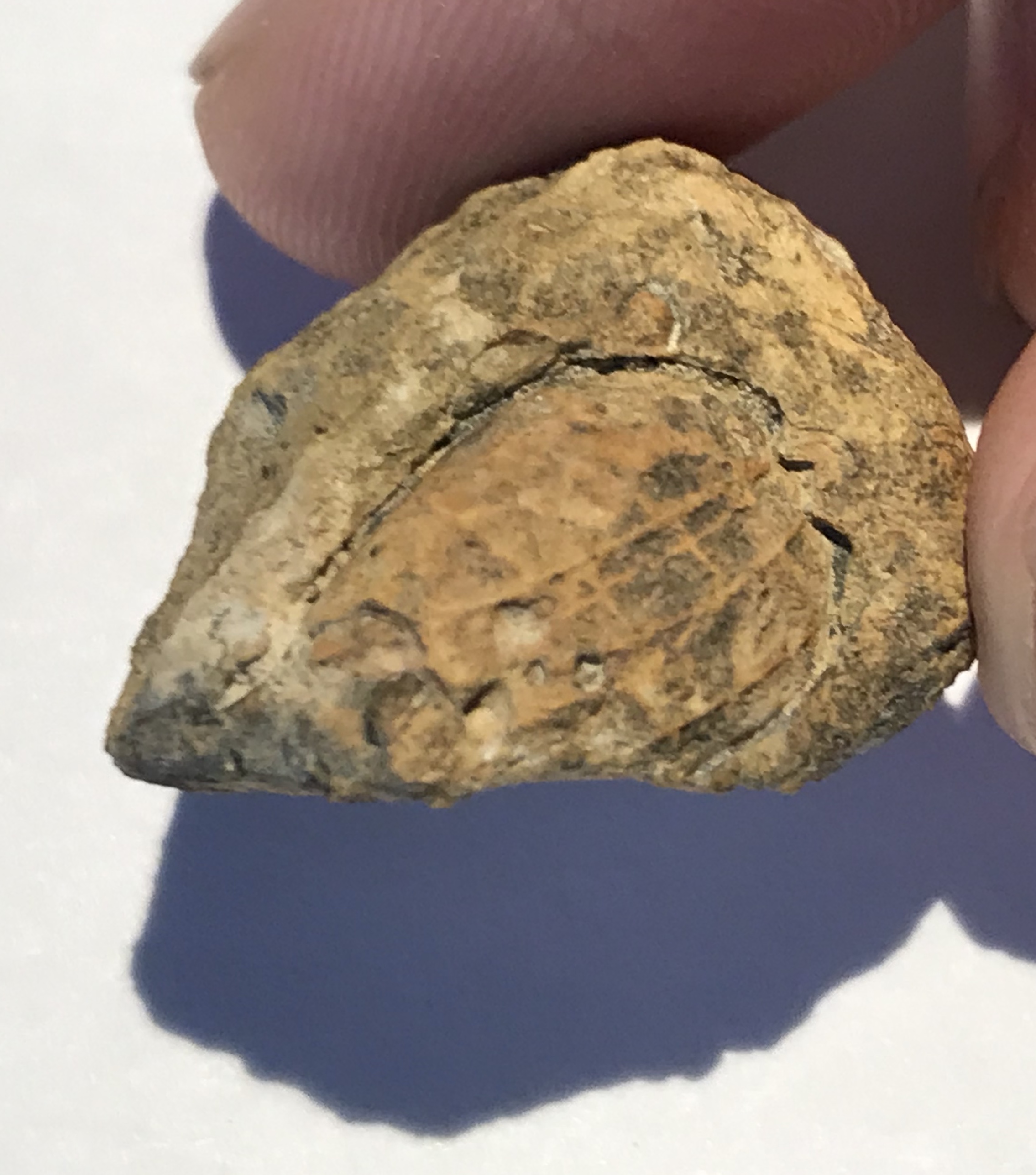 Seed/Nut? from the latest Campanian of Coahuila, Mexico - Fossil ID ...