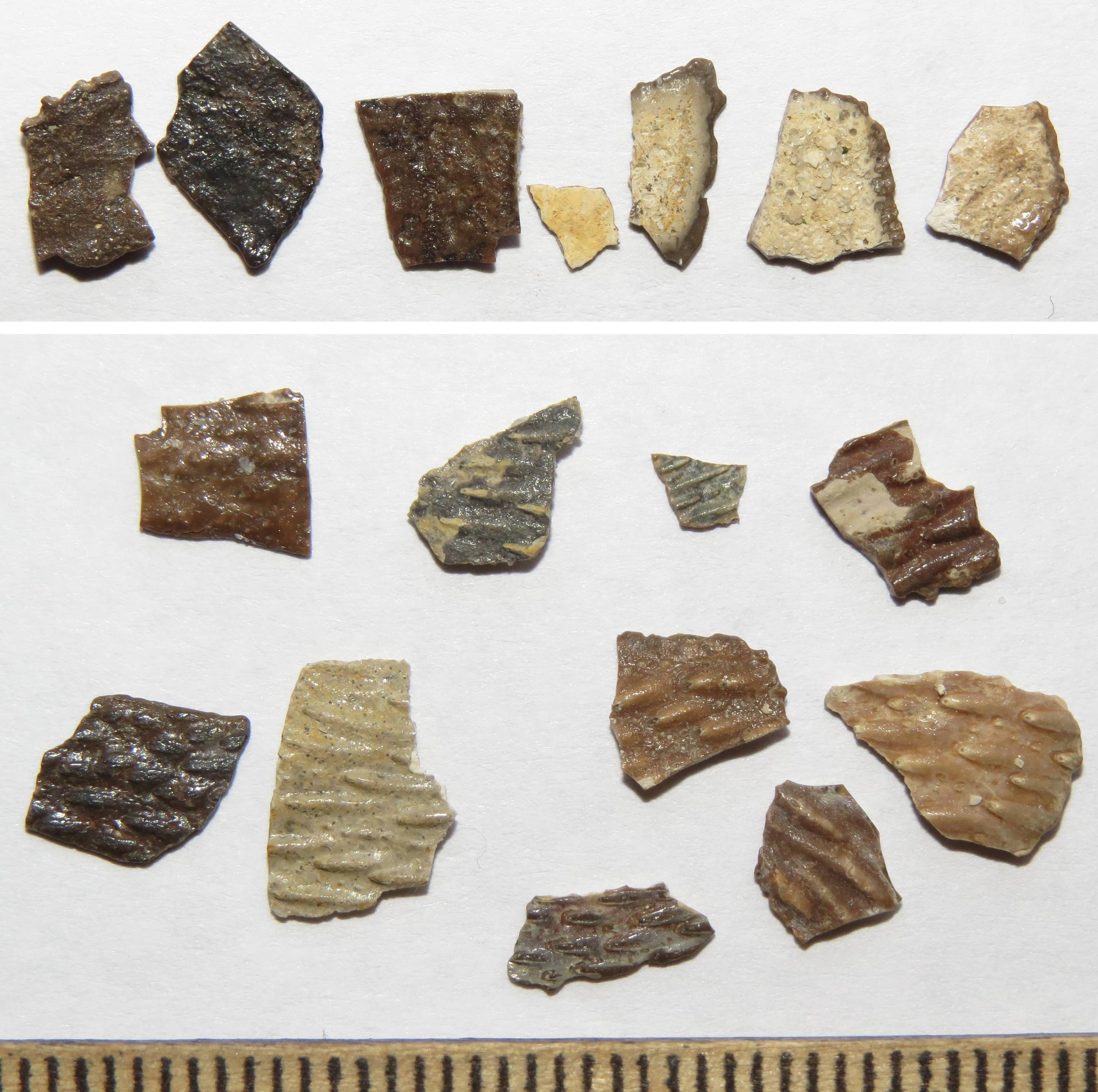 What is it ? - Fossil ID - The Fossil Forum