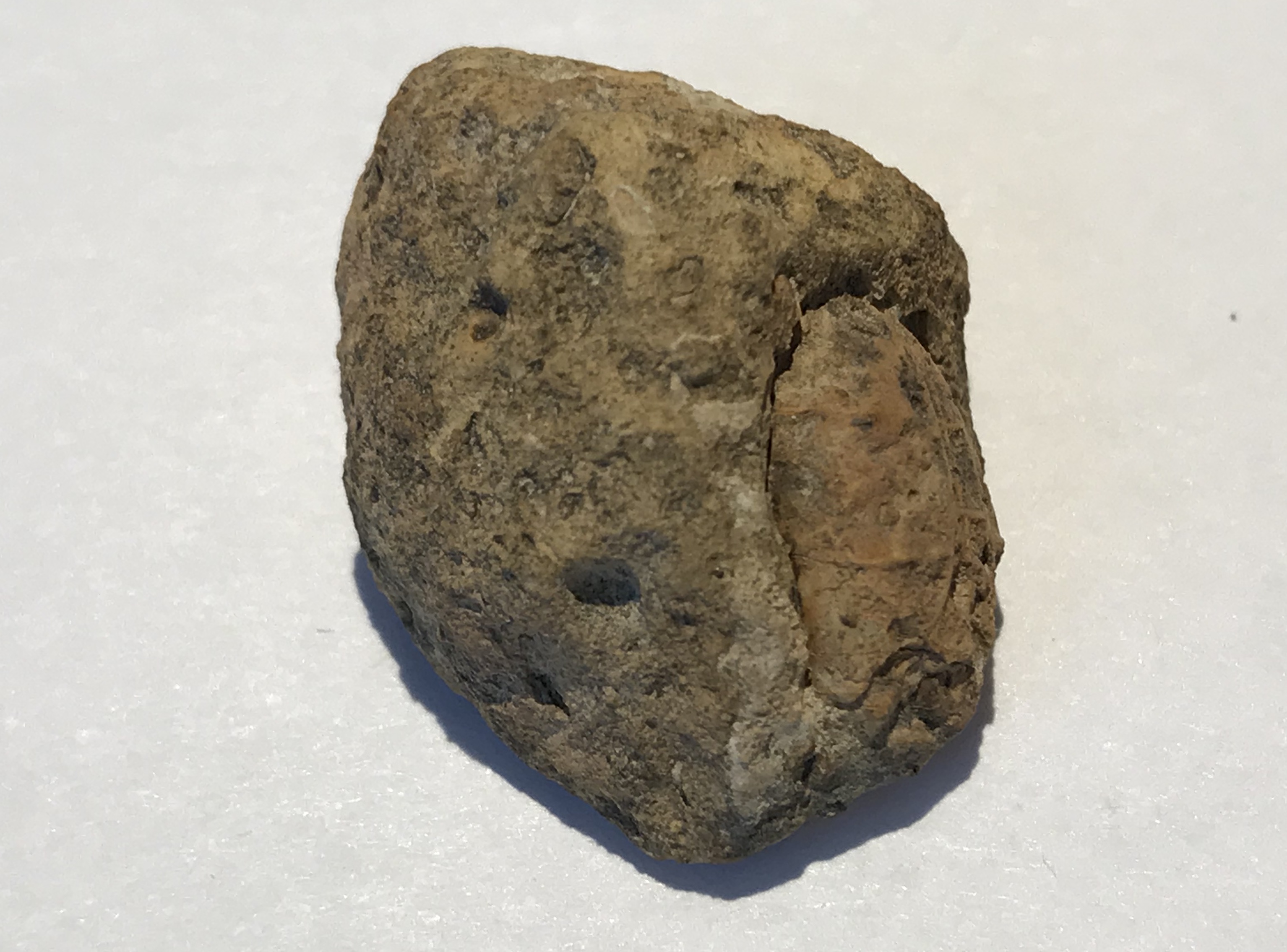 Seed/Nut? from the latest Campanian of Coahuila, Mexico - Fossil ID ...