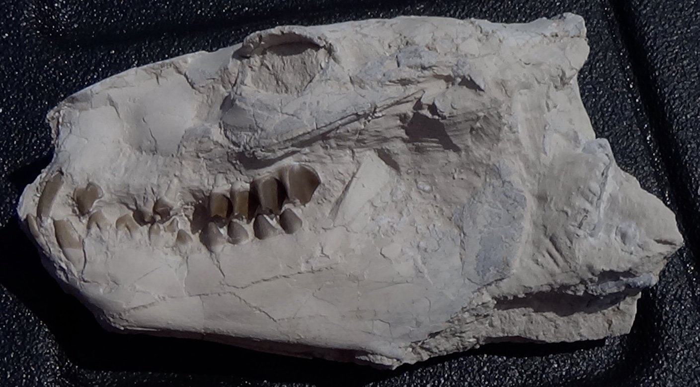 Merycoidodon culbertsoni - Mammals - The Fossil Forum