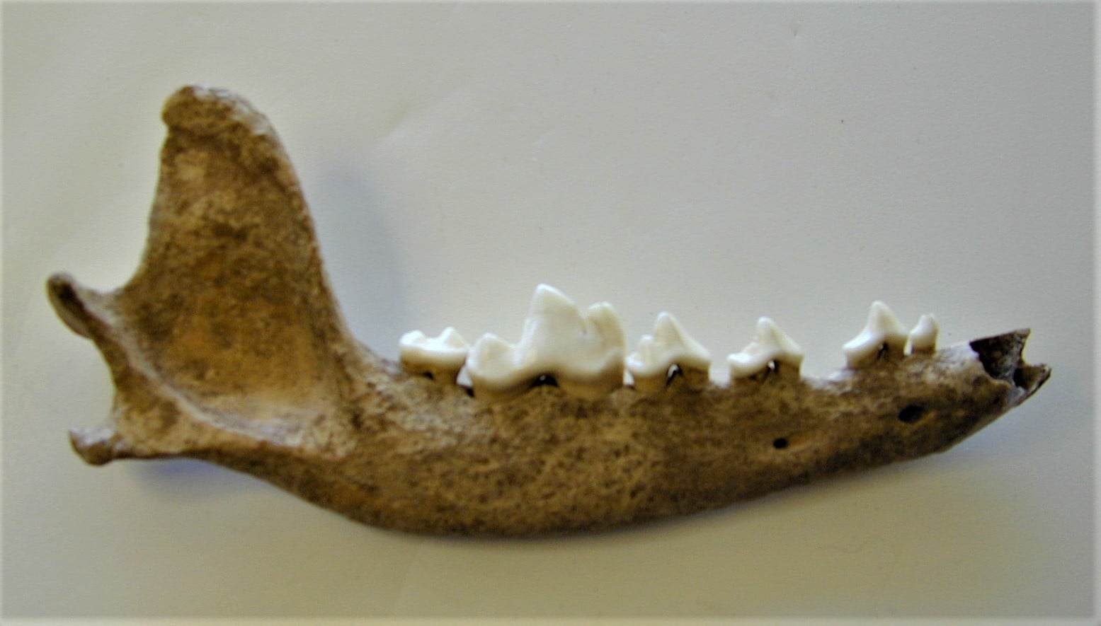 Carnivore Jaw??? - Fossil ID - The Fossil Forum