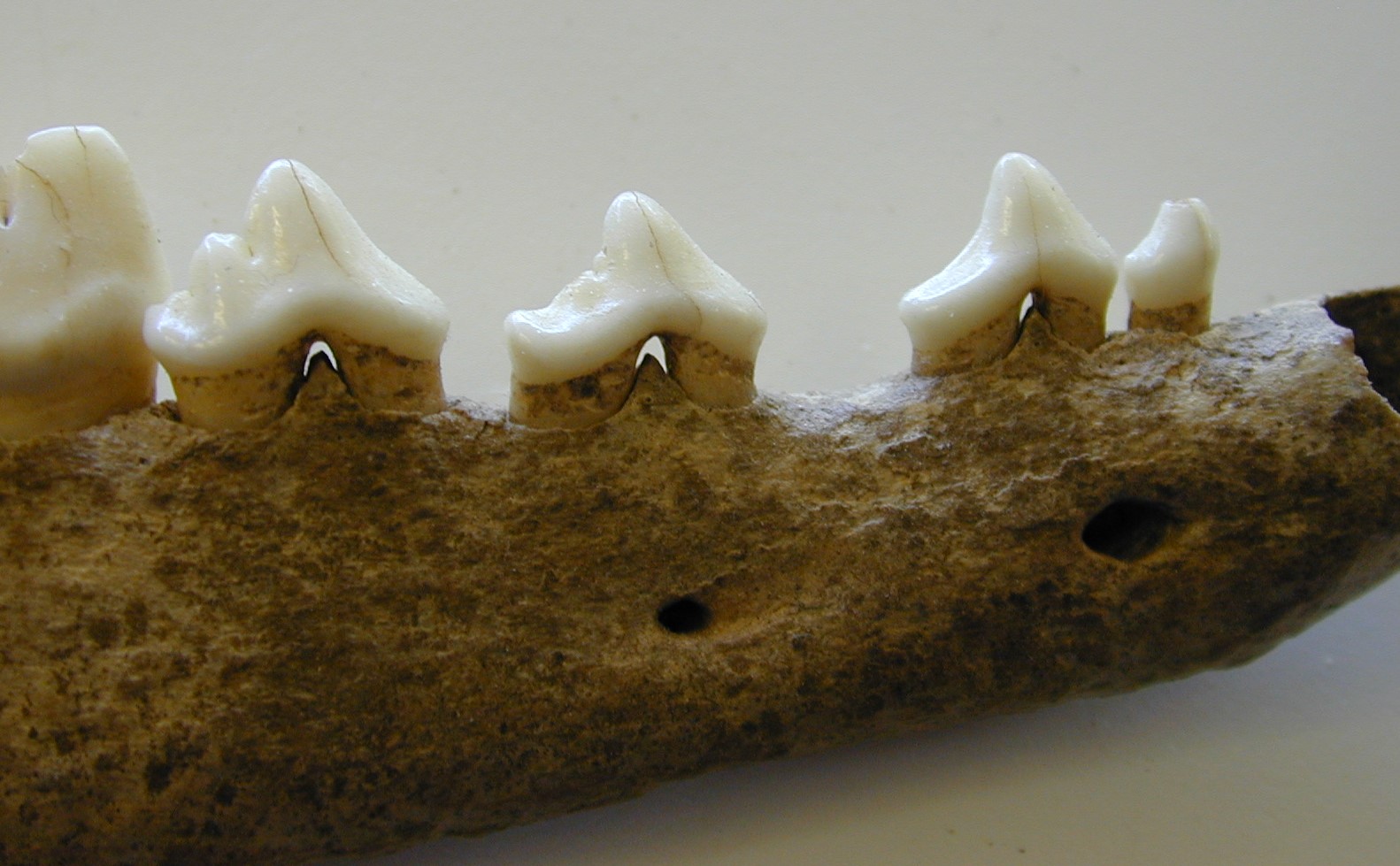 Carnivore Jaw??? - Fossil ID - The Fossil Forum