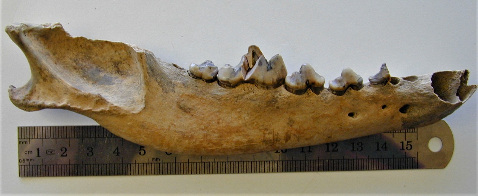 Carnivore Jaw??? - Fossil ID - The Fossil Forum