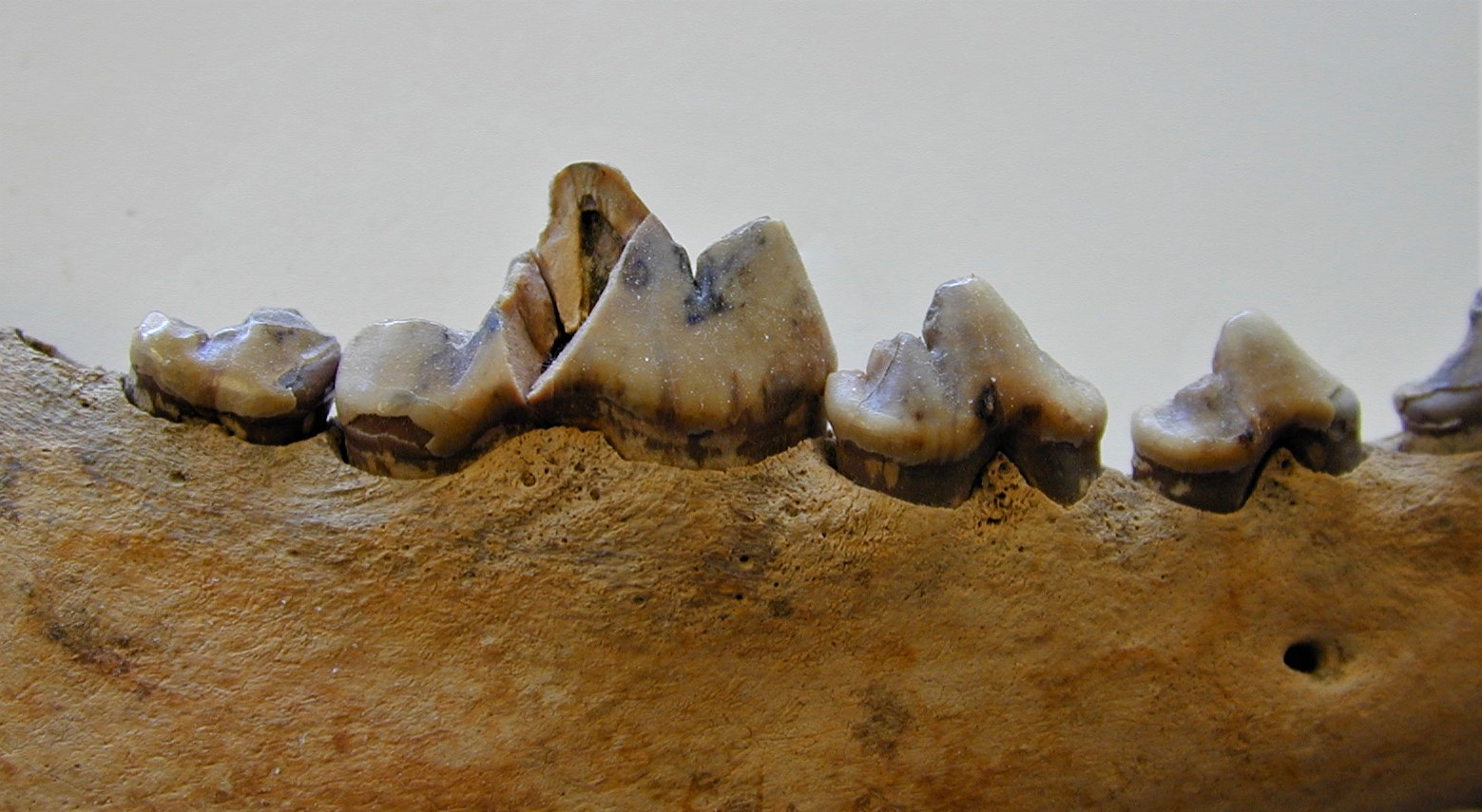 Carnivore Jaw??? - Fossil ID - The Fossil Forum