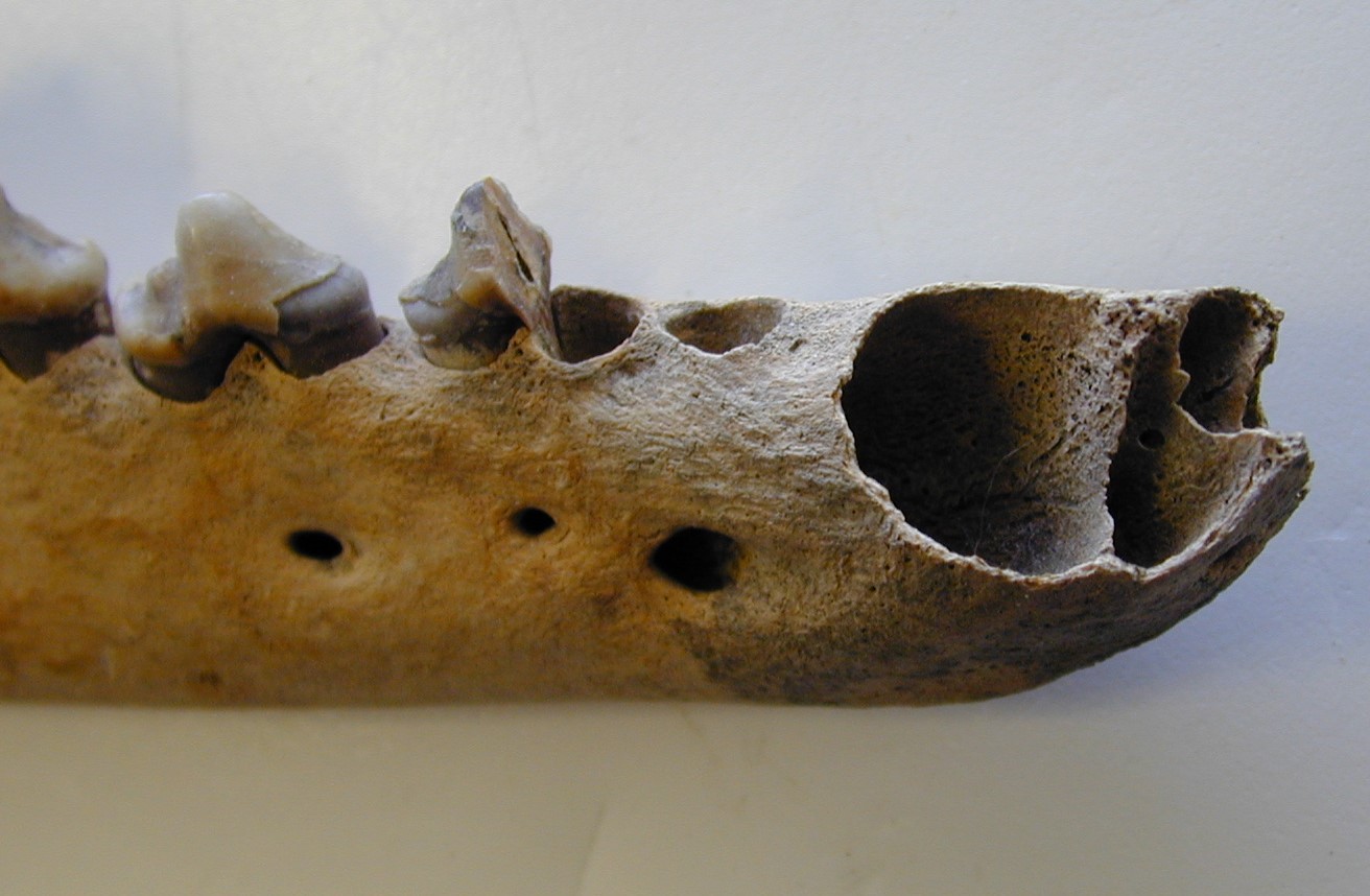 Carnivore Jaw??? - Fossil ID - The Fossil Forum