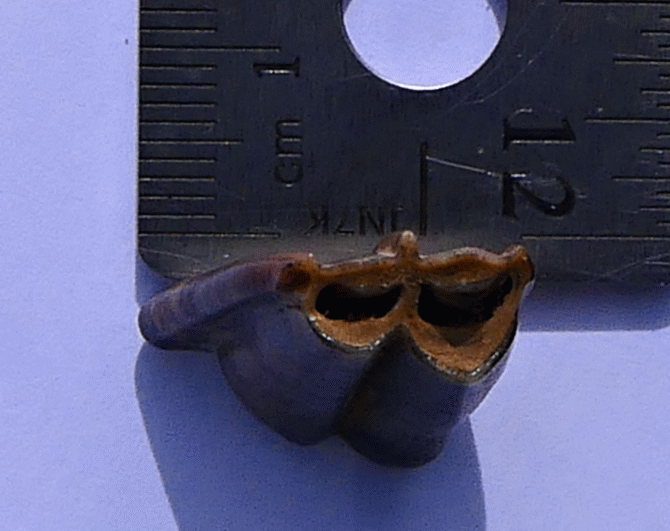 SE Texas tooth ID - Fossil ID - The Fossil Forum