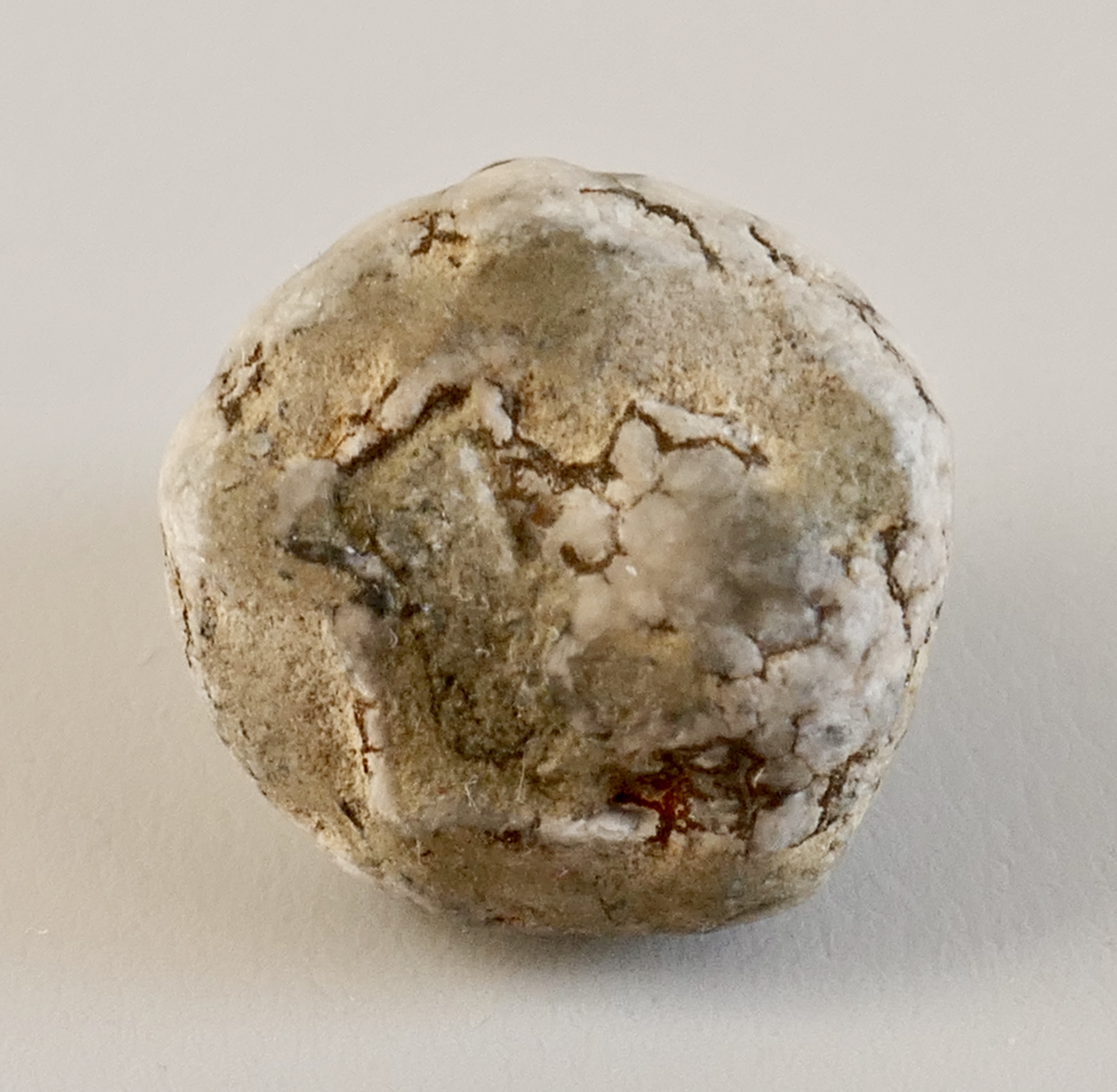 Crinoid calyces? - Fossil ID - The Fossil Forum