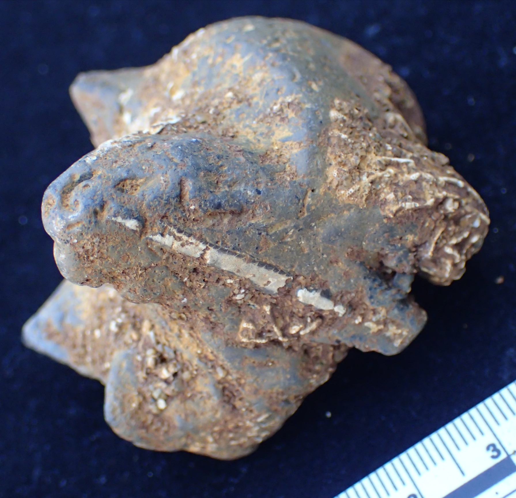 Segment of ammonite chamber with other fossils attached - Fossil ID ...